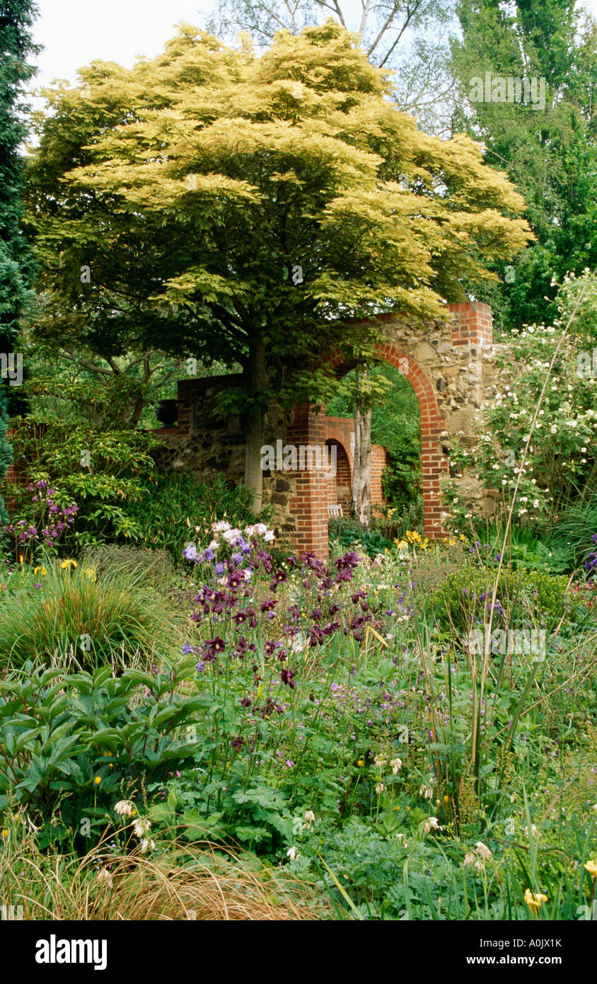 Yellow-leaved maple tree above walled arch Stock Photo - Alamy