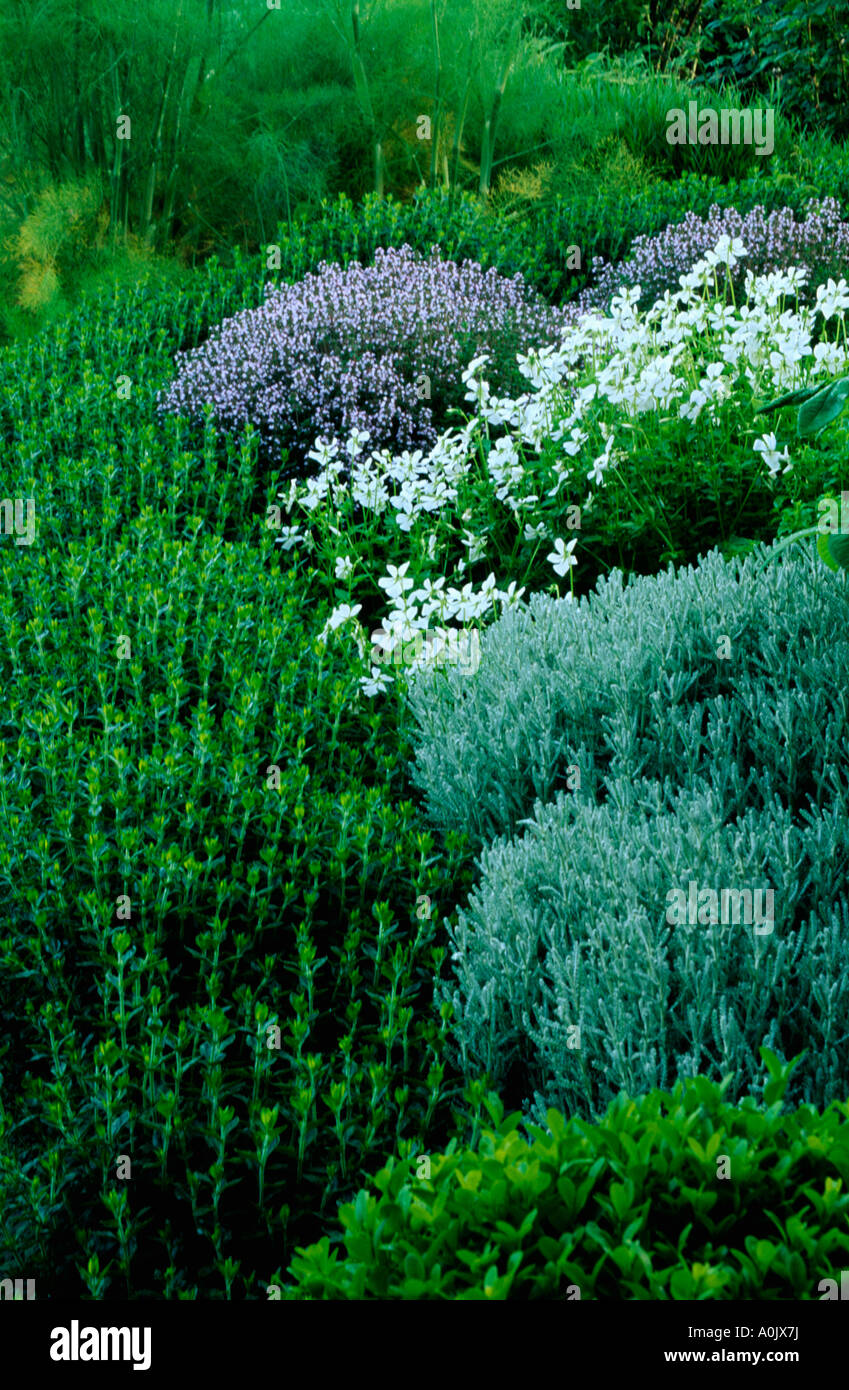 Green and grey shrubs in garden border Stock Photo - Alamy