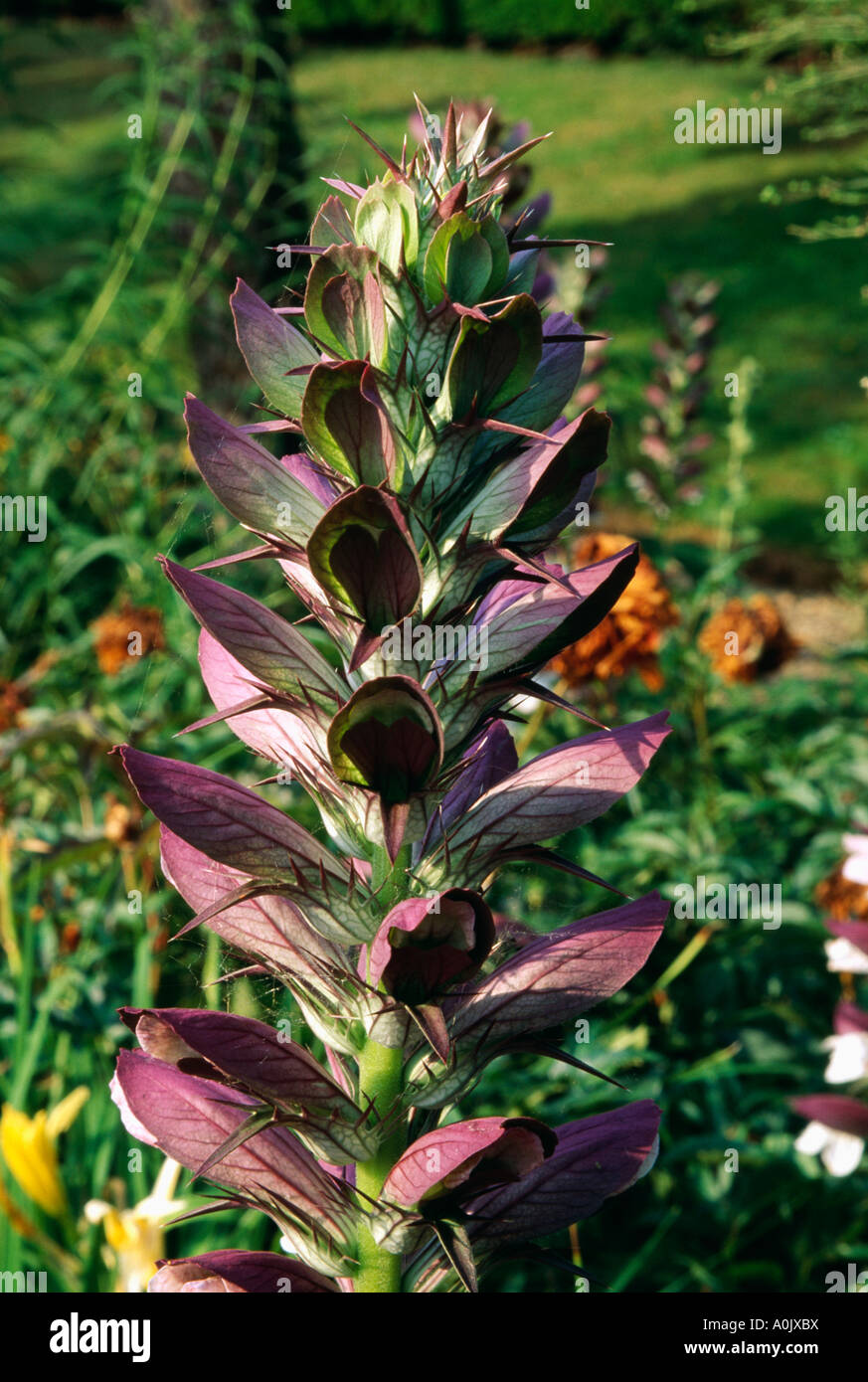 Acanthus plants hi-res stock photography and images - Alamy