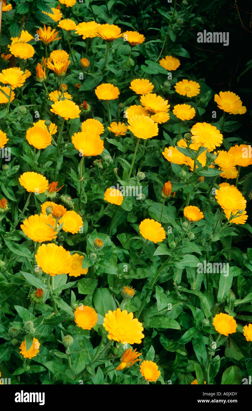 Close up of yellow marigolds Stock Photo - Alamy