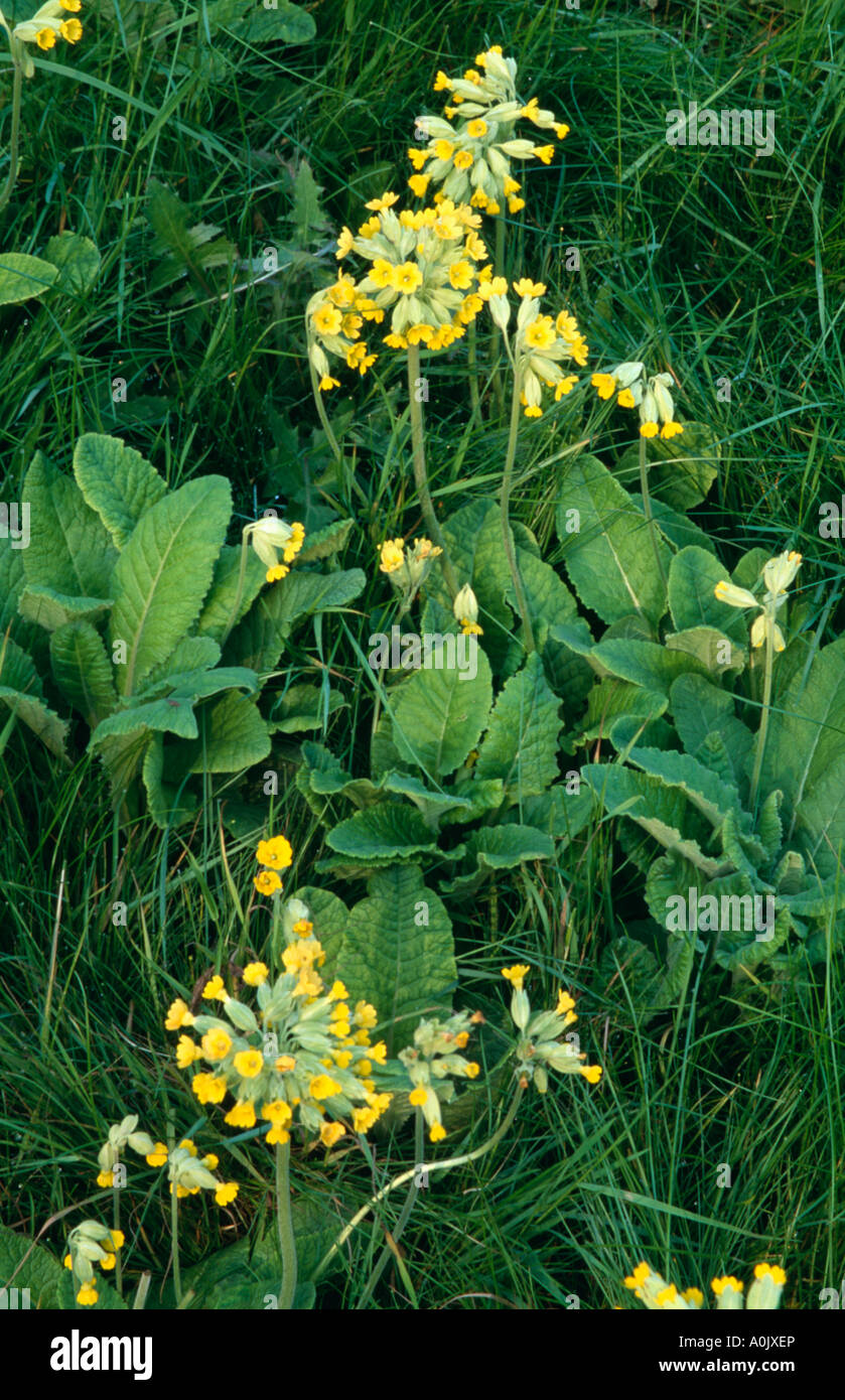 Close-up of yellow cowslips Stock Photo - Alamy