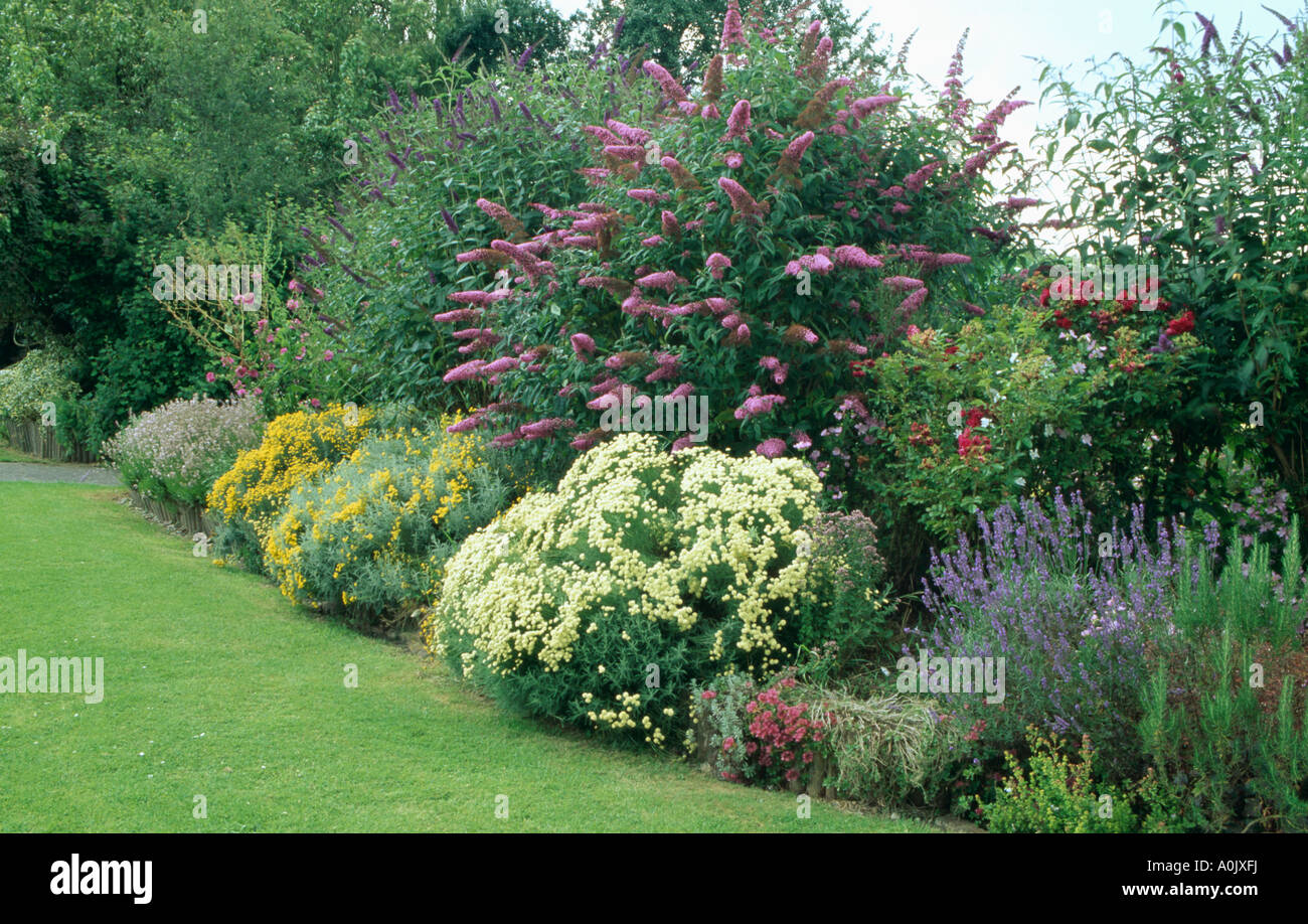 Large summer border with cream santolina and purple buddleia Stock ...