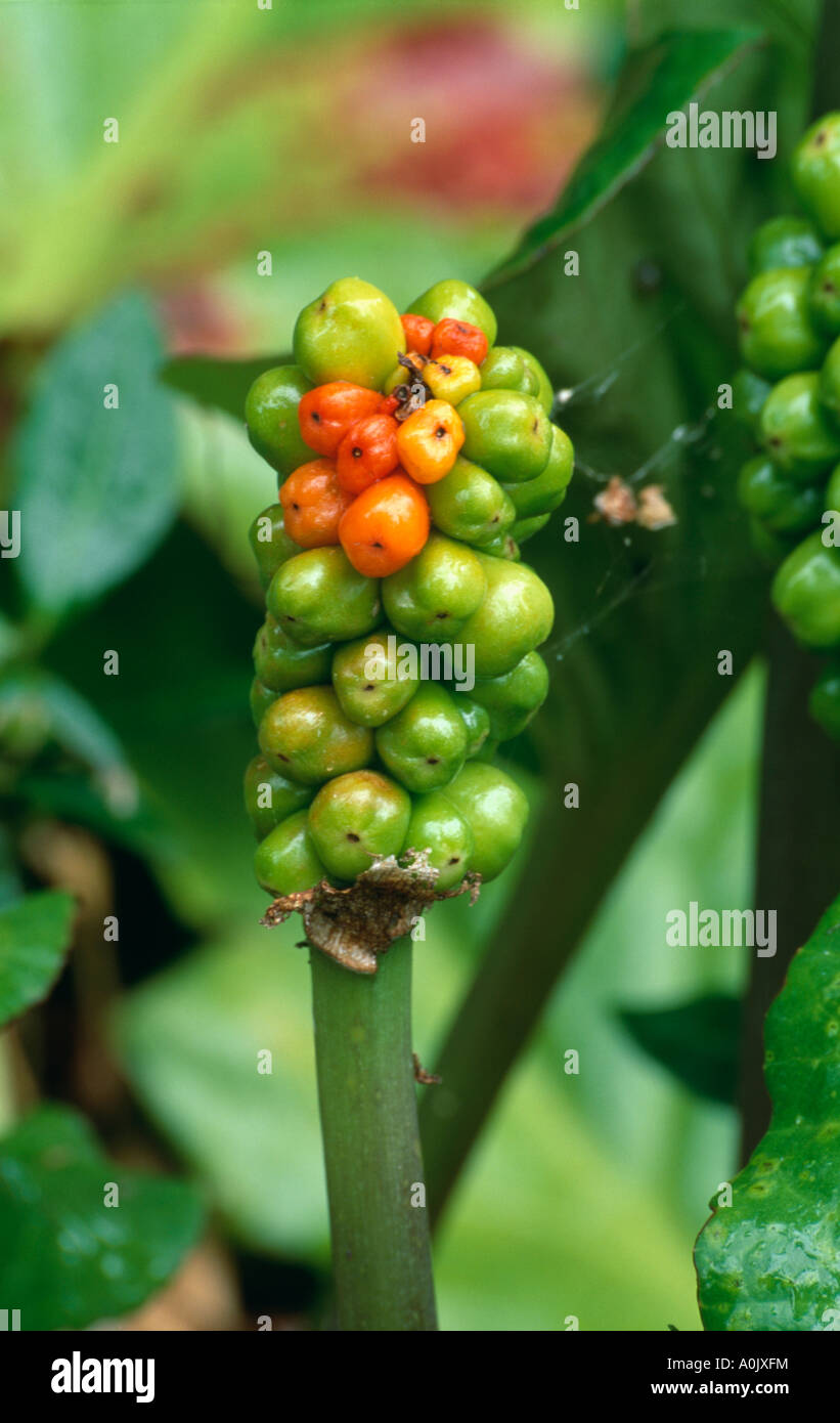 Wild arum hi-res stock photography and images - Alamy