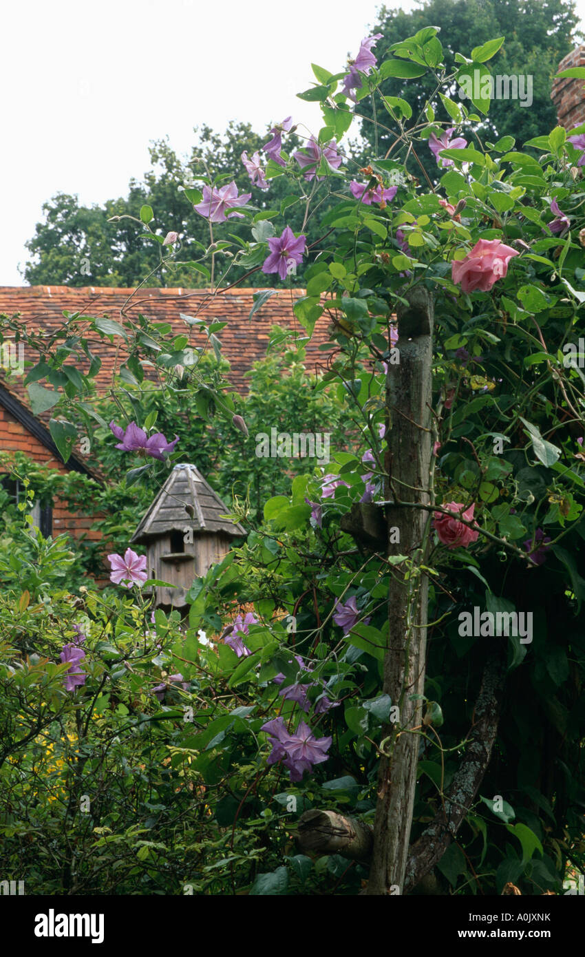 Pink clematis and rose climbing up wooden pole, with bird-house in ...