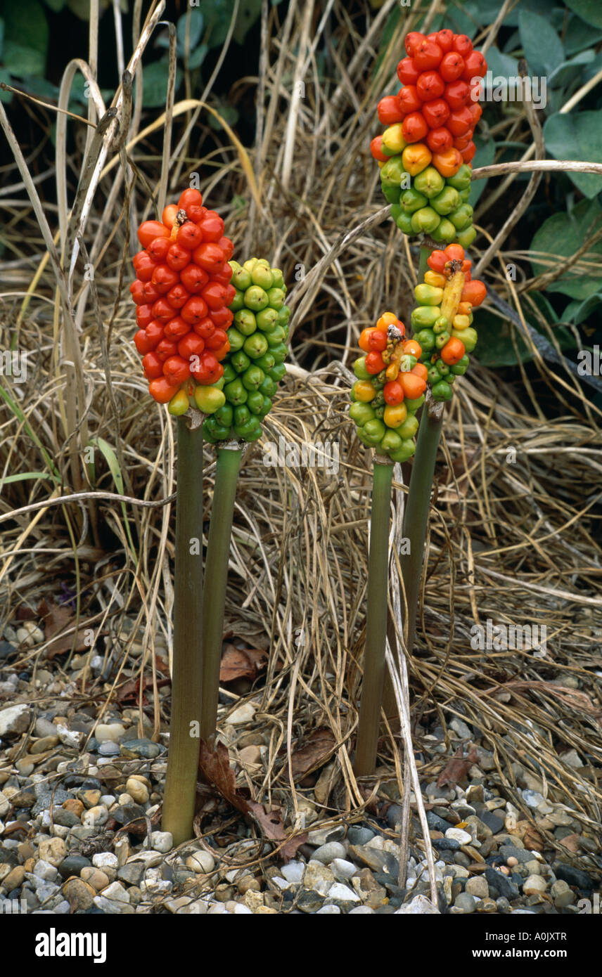Close-up of red berried wild arum plant Stock Photo - Alamy