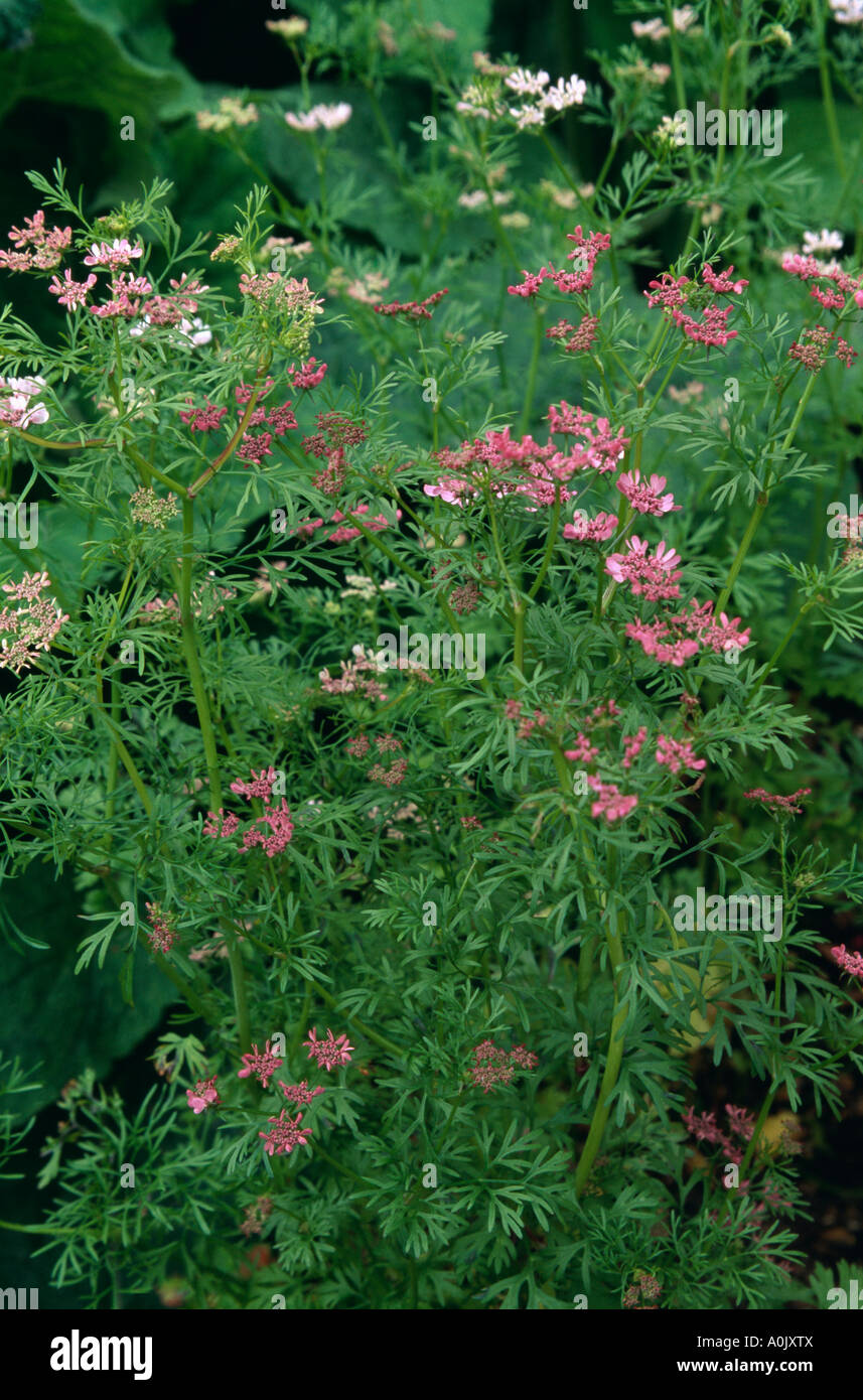 Close-up of summer border with pink plants Stock Photo - Alamy