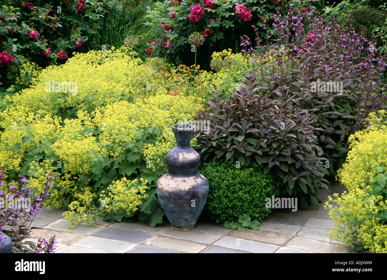 Ceramic pot as focal point against green alchemilla and purple sage ...