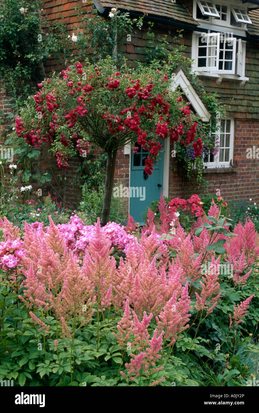 Pink astilbe and red standard rose tree in border in garden front of ...