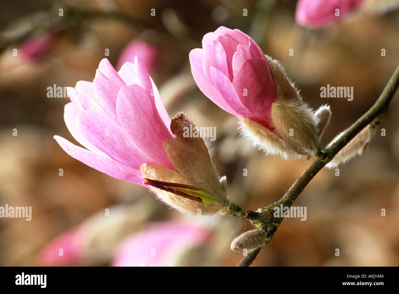 Close-up of pink Magnolia Soulangiana in Spring Stock Photo - Alamy