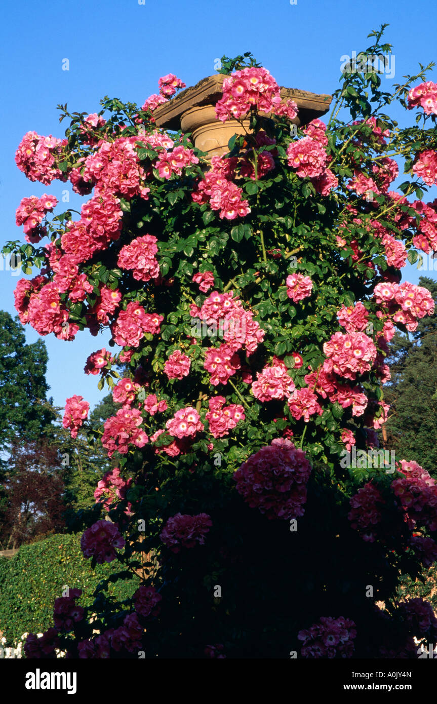 American climbing rose hi-res stock photography and images - Alamy