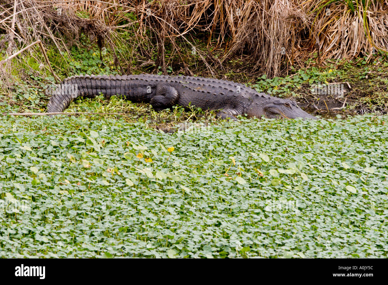 Wetlands marsh hi-res stock photography and images - Alamy