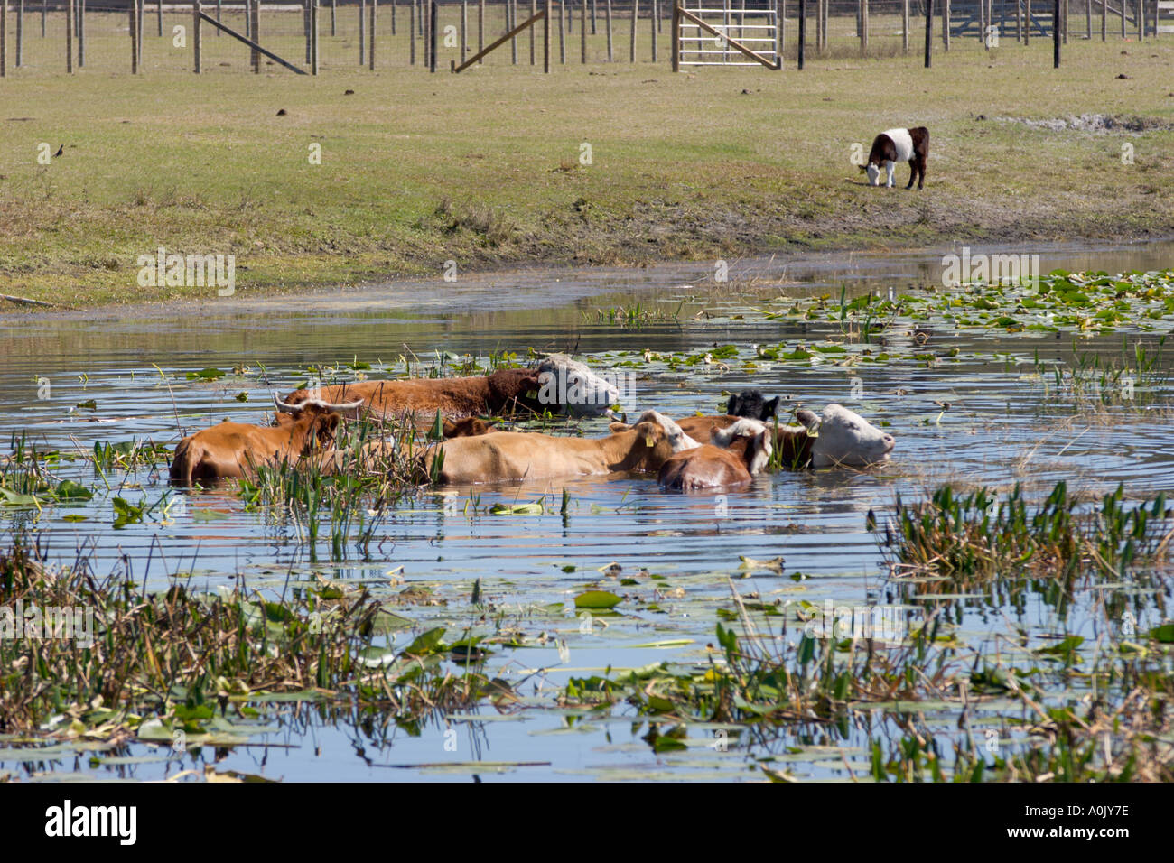 Cows wading in pool of water to cool off in summer heat Stock Photo - Alamy
