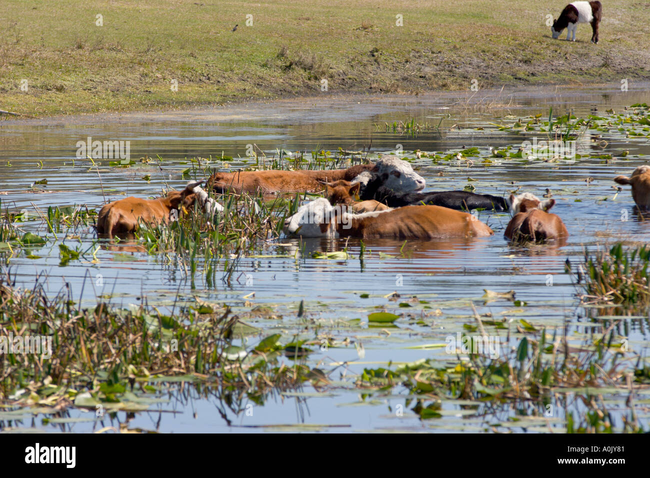 Water for the cows hi-res stock photography and images - Alamy
