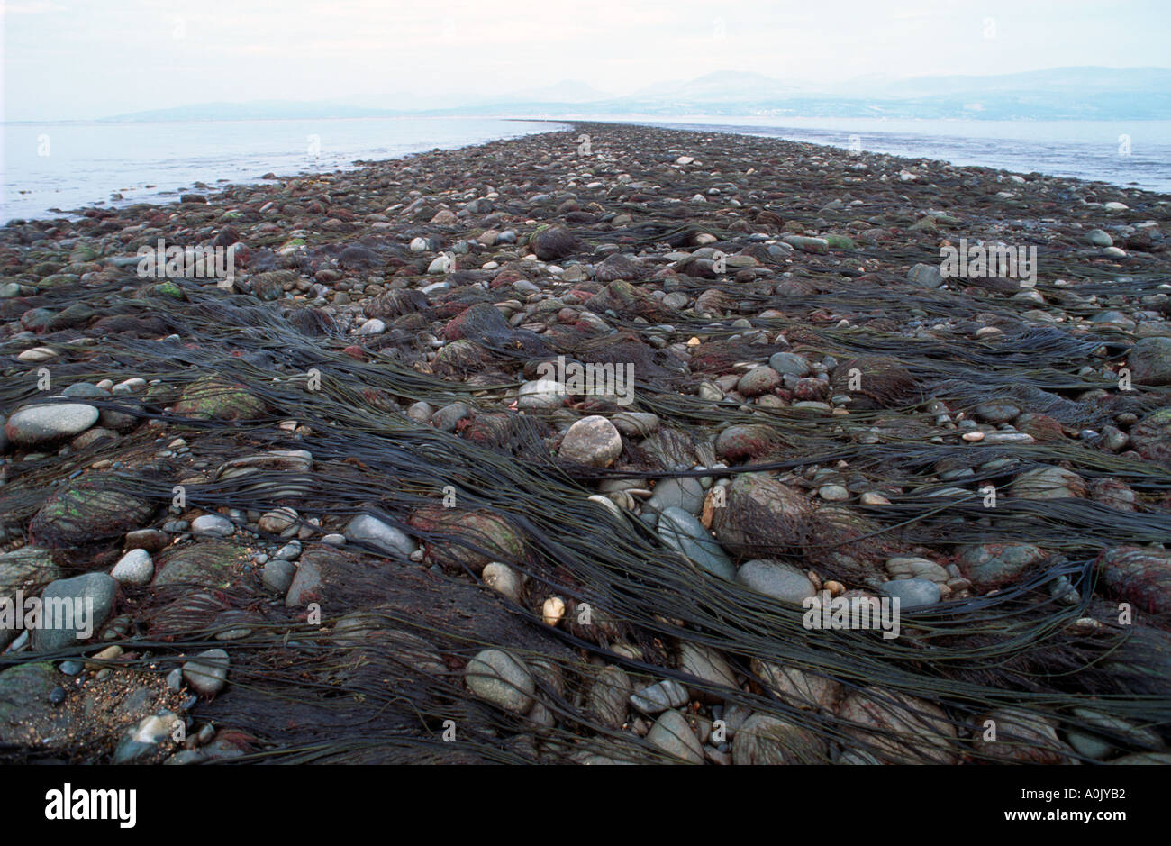 Sarn Badrig Reef at Low Tide St Patrick s Causeway Cardigan Bay North ...