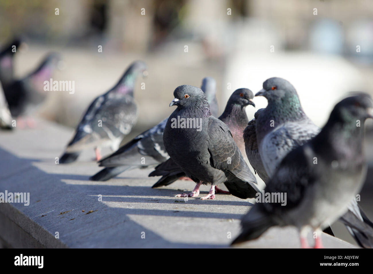 Pigeons in Trafalgar Square London England UK Stock Photo - Alamy