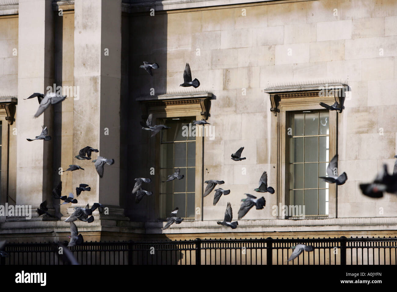 Pigeons in Trafalgar Square London England UK Stock Photo - Alamy