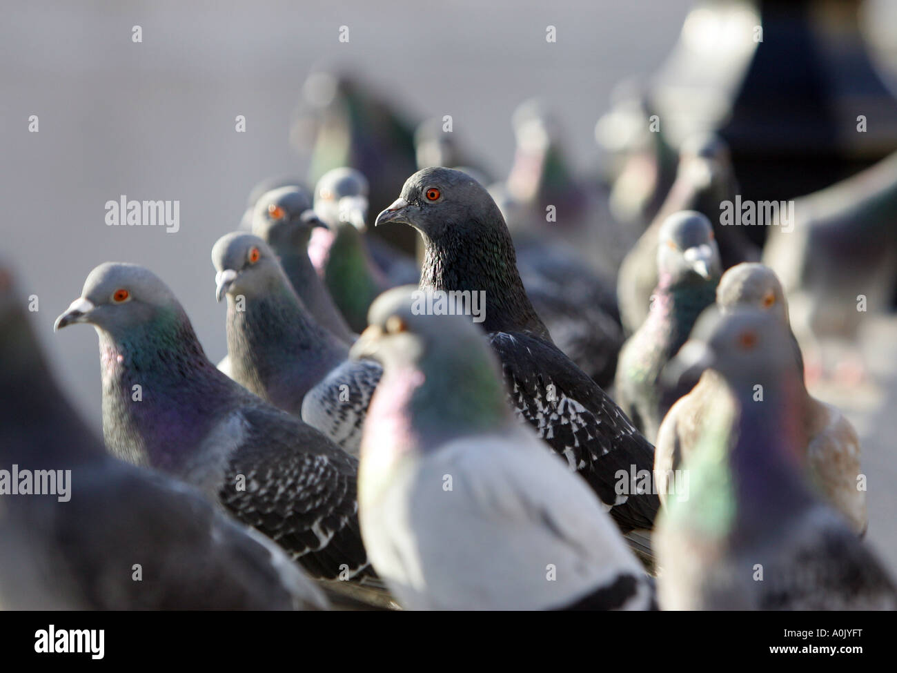 Pigeons in Trafalgar Square London England UK Stock Photo - Alamy