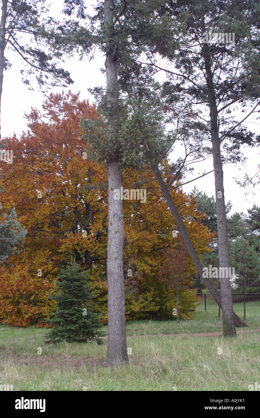 The morton arboretum hi-res stock photography and images - Alamy