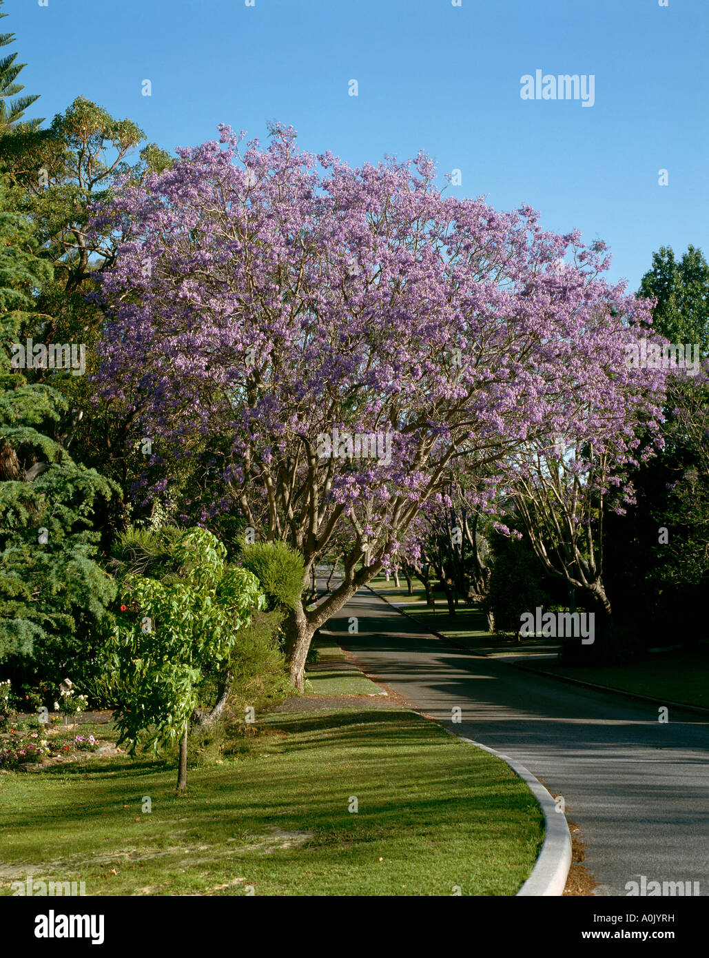 A Jacaranda tree in blossom with lilac coloured flowers Perth Stock ...