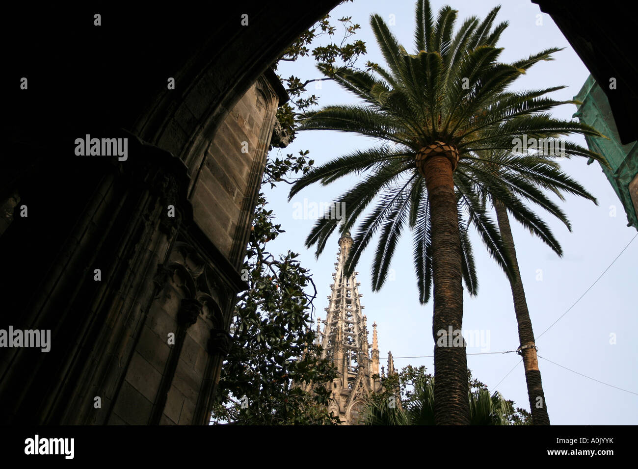 Palm Trees in the gardens of Barcelona Cathedral Barcelona Spain Stock ...
