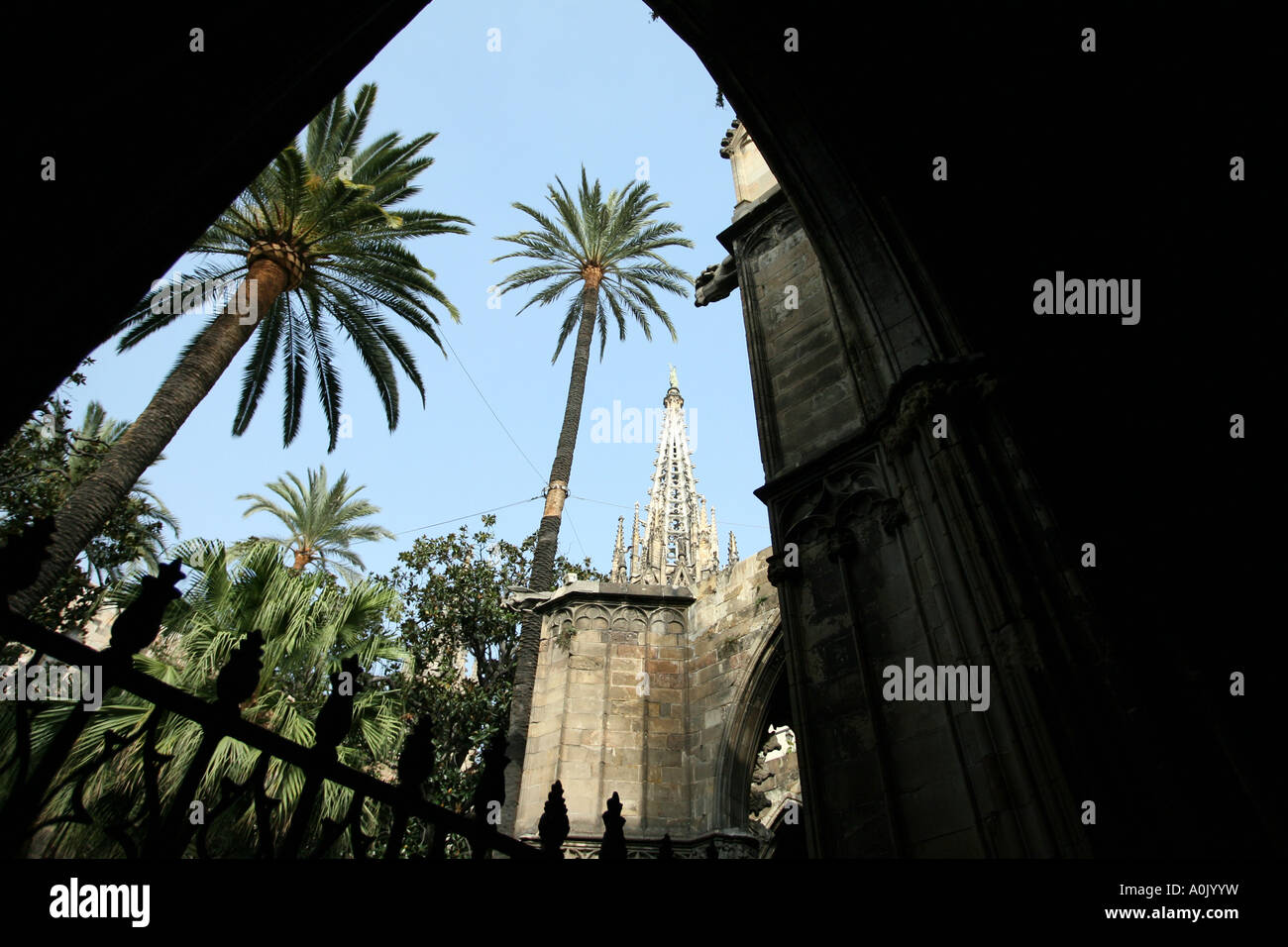 Palm Trees in the gardens of Barcelona Cathedral Barcelona Spain Stock ...