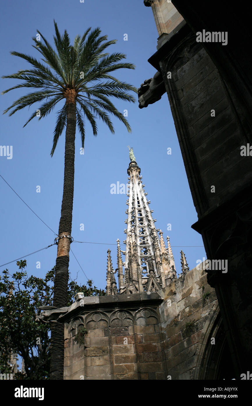 Palm Trees in the gardens of Barcelona Cathedral Barcelona Spain Stock ...