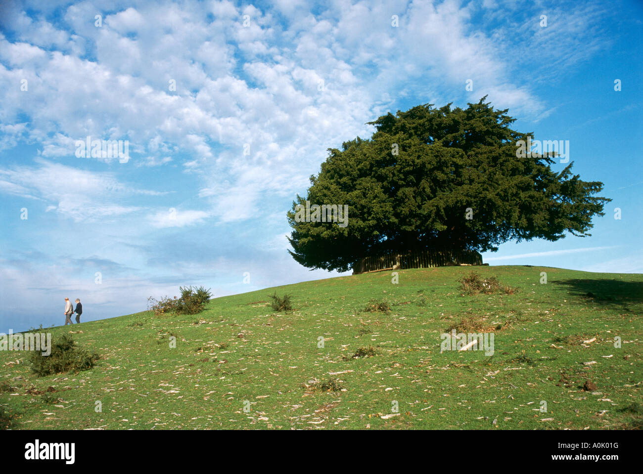 Tree on brow of hill hi-res stock photography and images - Alamy