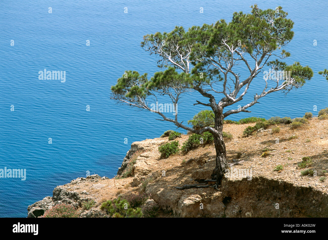 A lone pine tree growing on a steep clifftop above the blue sea in ...