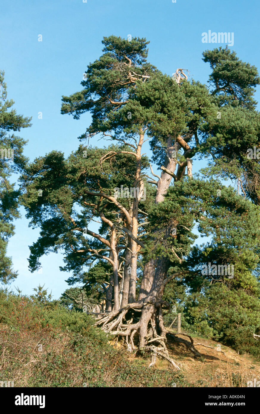 A tall contorted tree at Rampart Field Stock Photo - Alamy