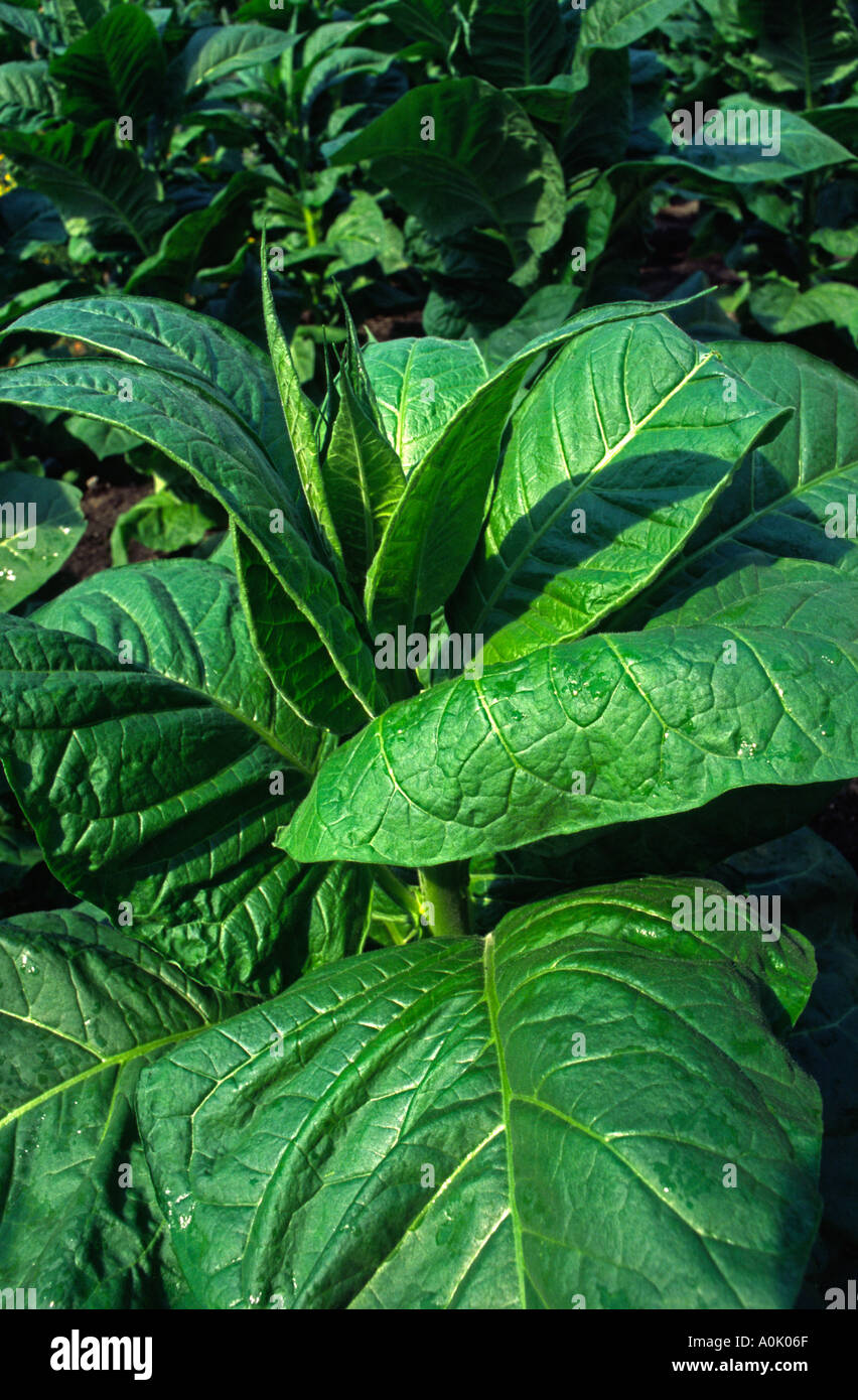 Tobacco plant hi-res stock photography and images - Alamy