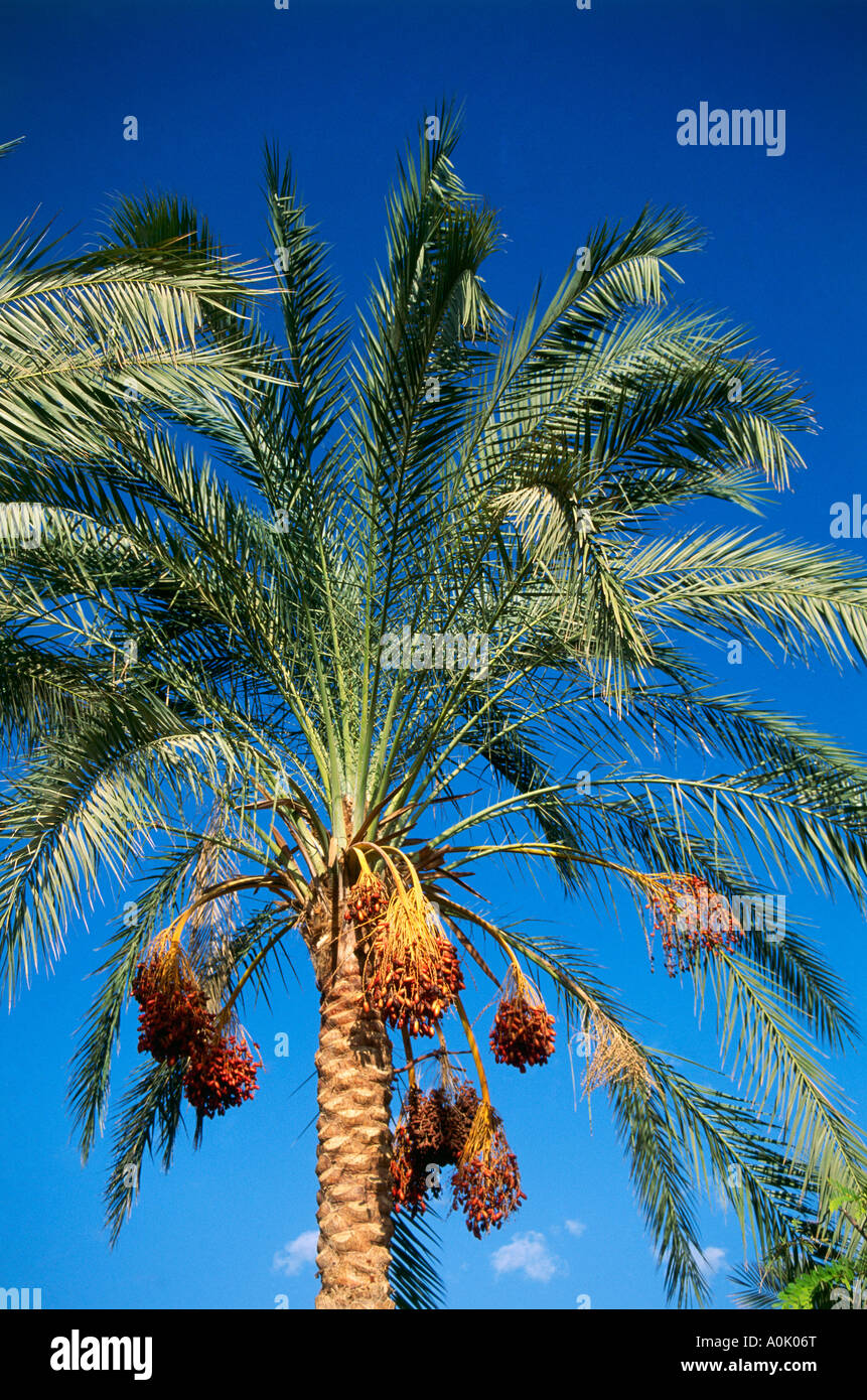 Palm tree Egypt Stock Photo - Alamy