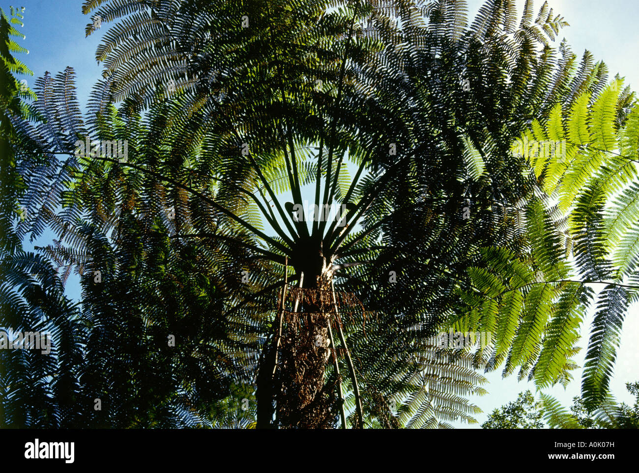 Viewed from the forest floor a specimen of cyathea a soaring giant tree ...