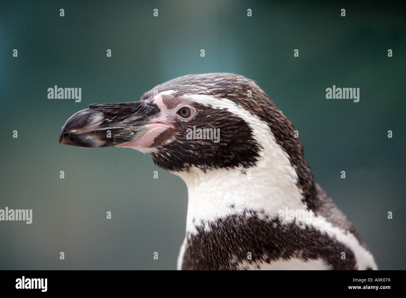 Humboldt s Penguins from Peru and Chile Stock Photo - Alamy