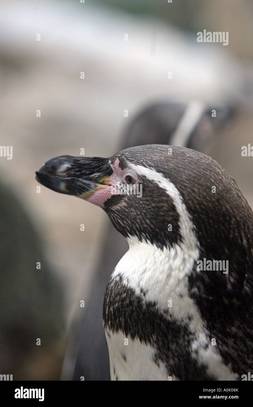 Humboldt s Penguins from Peru and Chile Stock Photo - Alamy