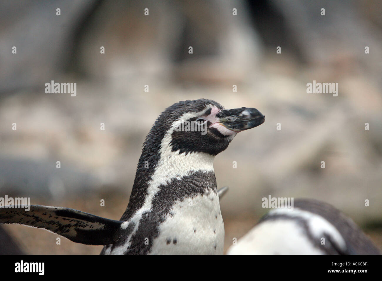 Humboldt s Penguins from Peru and Chile Stock Photo - Alamy