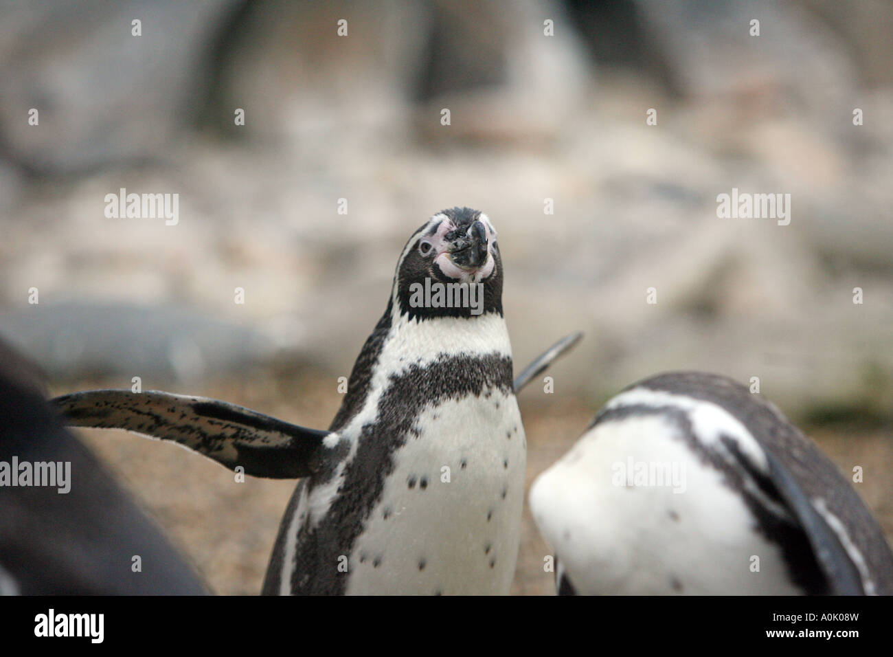 Humboldt s Penguins from Peru and Chile Stock Photo - Alamy