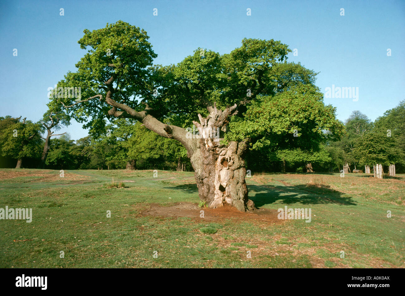 A huge ageing tree stands in Ricmond Park London Stock Photo - Alamy