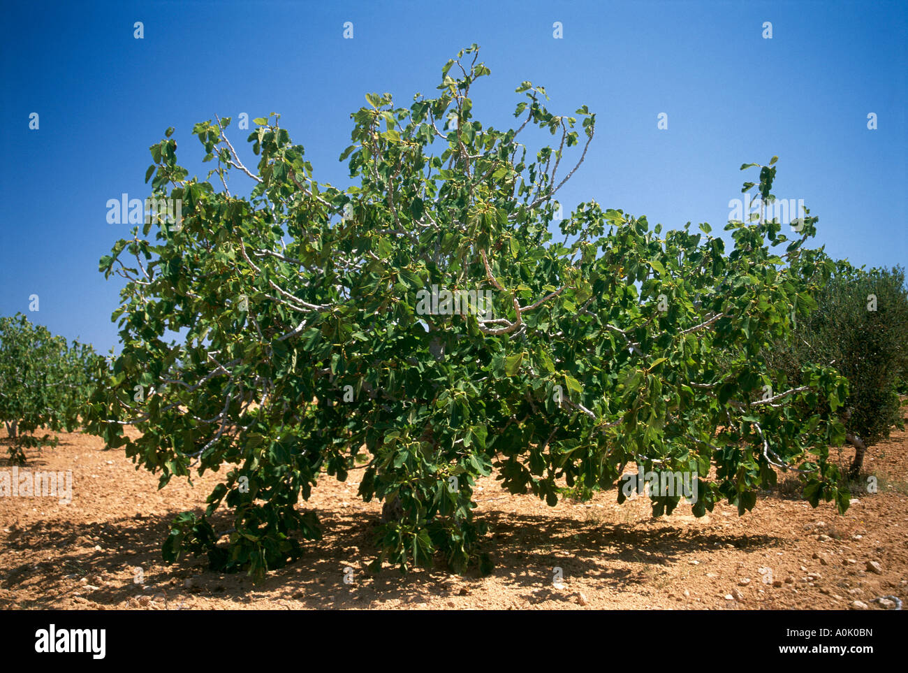 A mature fig tree casts a shadow around it in the bright sunlight near ...