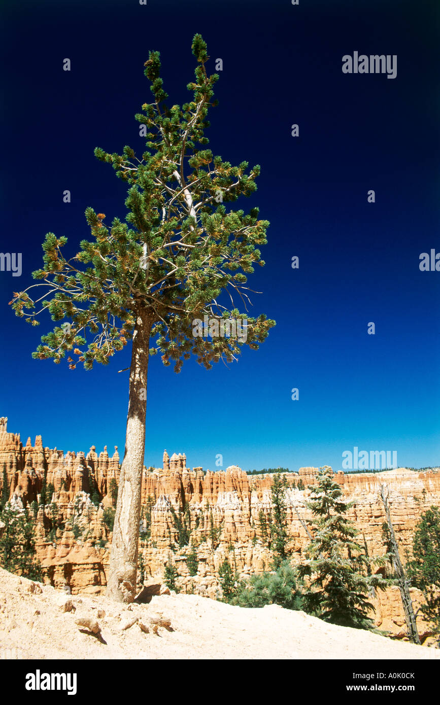 A tall spruce tree in the foreground of an escarpment clearly showing ...