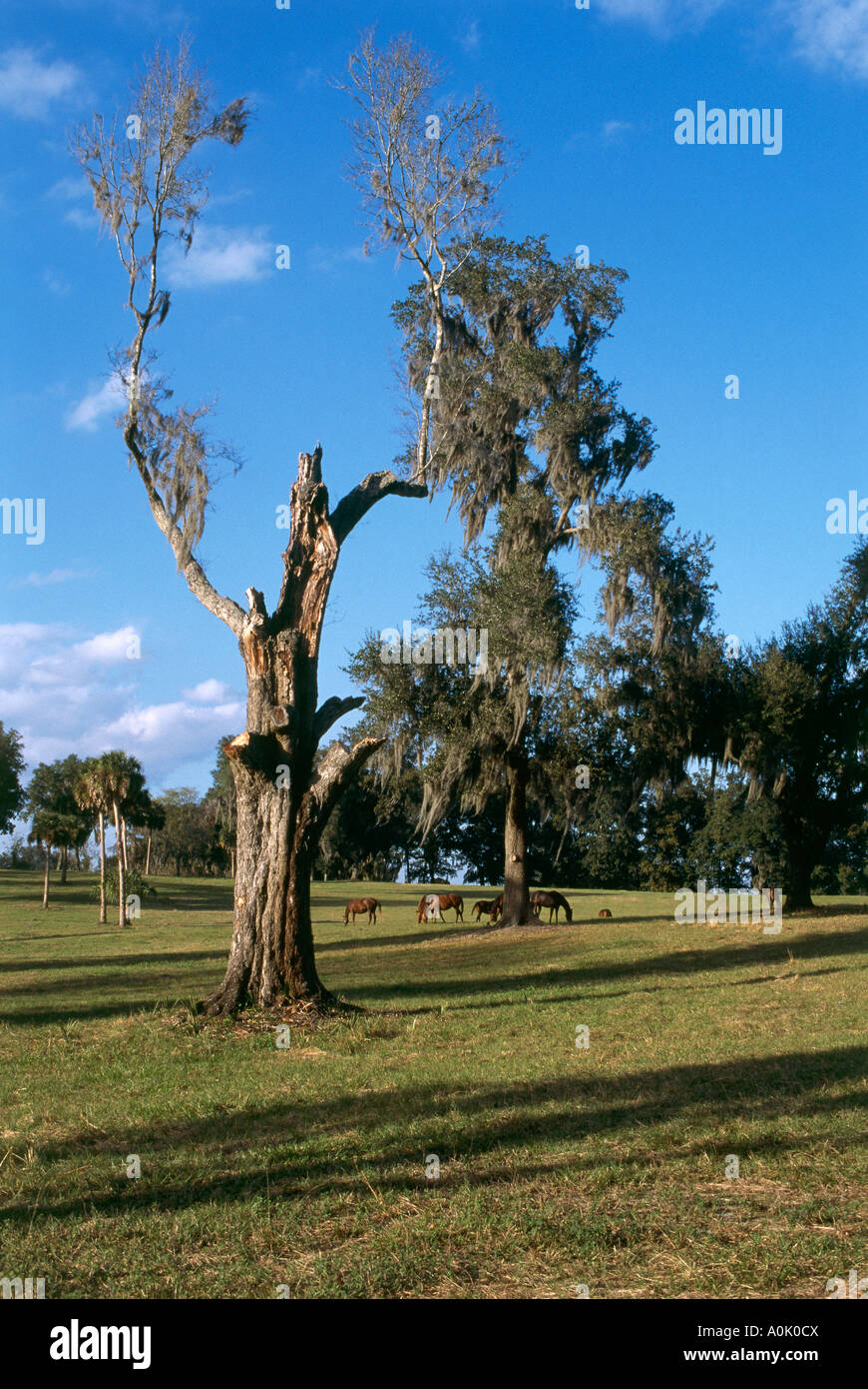 Ocala national park hi-res stock photography and images - Alamy