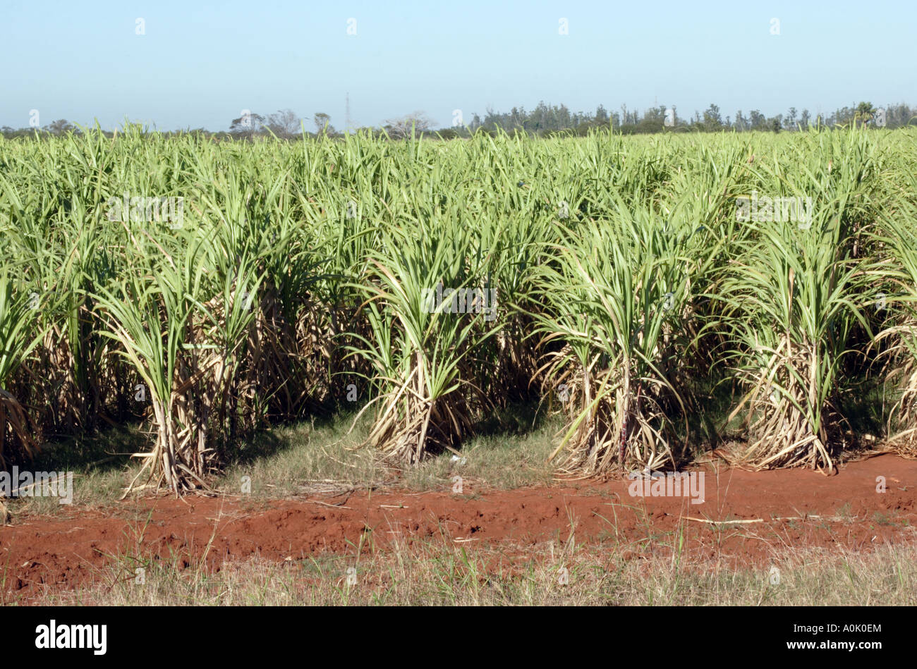 Sugar Cane Cuba Stock Photo - Alamy