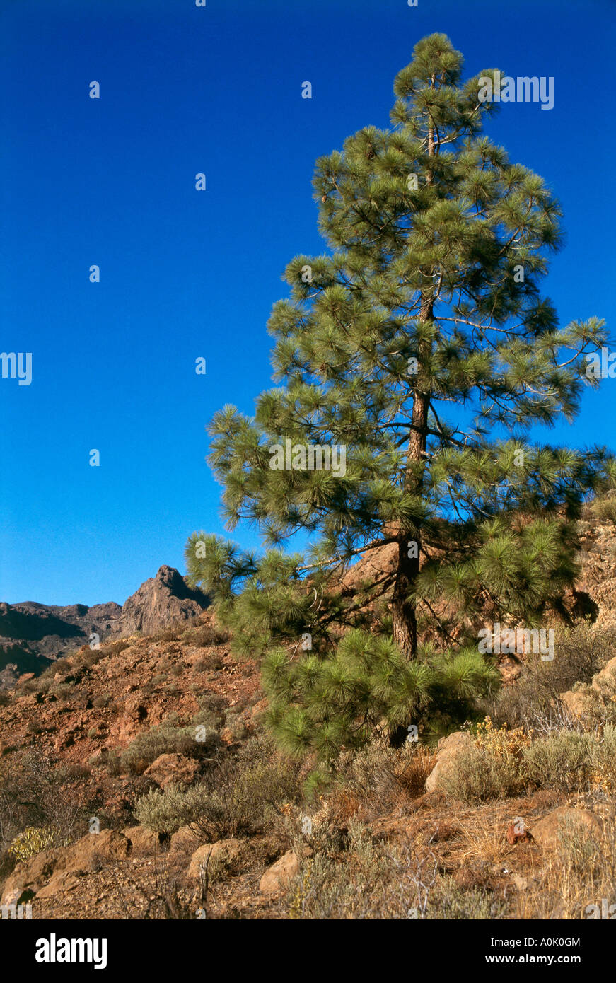 Pinus canariensis leaves hi-res stock photography and images - Alamy
