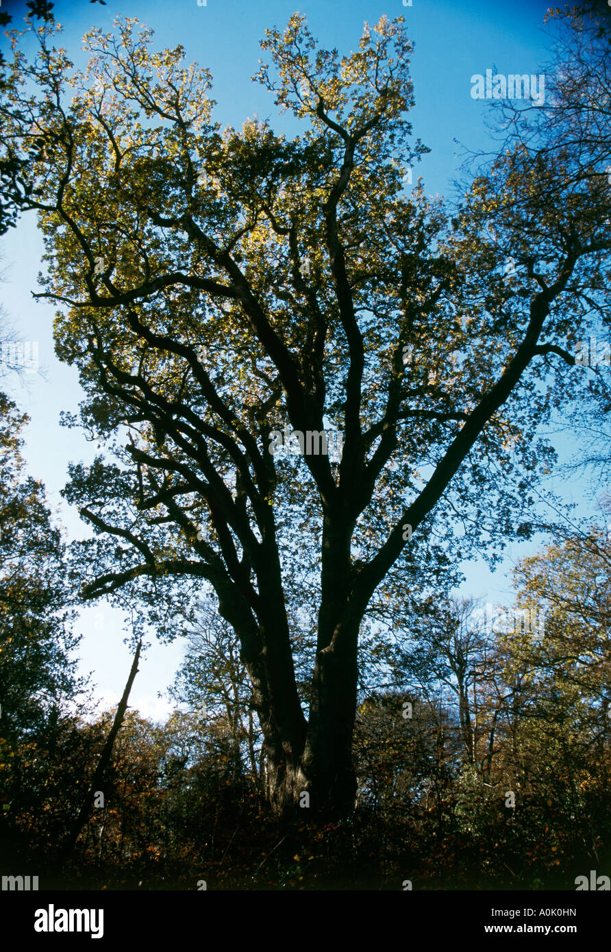 Knightwood oak new forest hi-res stock photography and images - Alamy