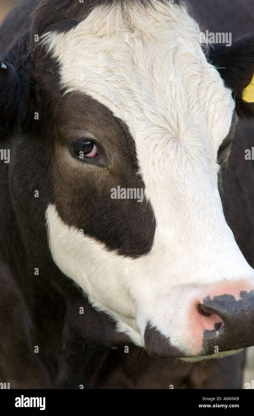 Cow cheshire england hi-res stock photography and images - Alamy