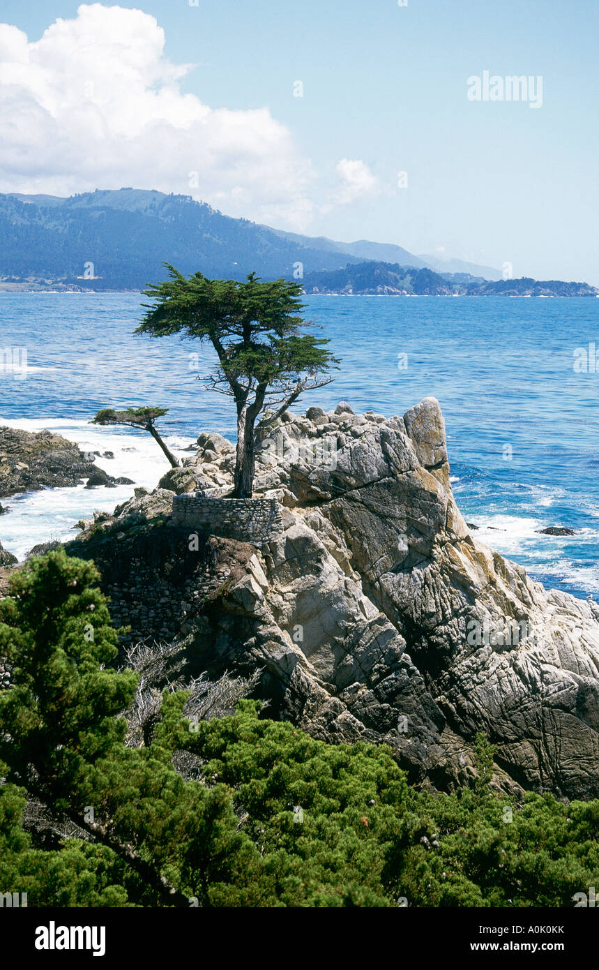 A lone cypress tree stands at 17 Mile Drive Carmel Stock Photo - Alamy