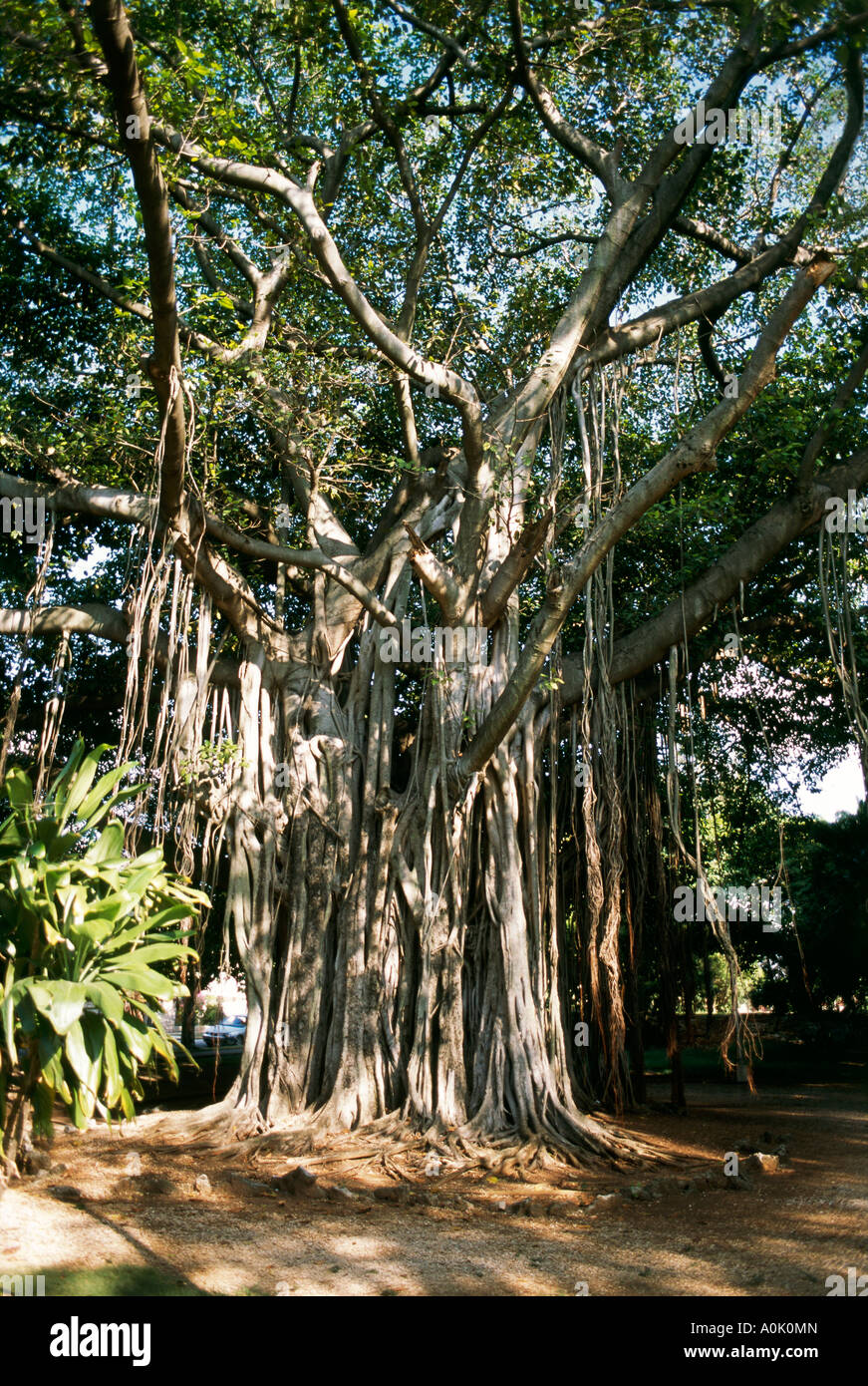 Banyan tree havana hi-res stock photography and images - Alamy