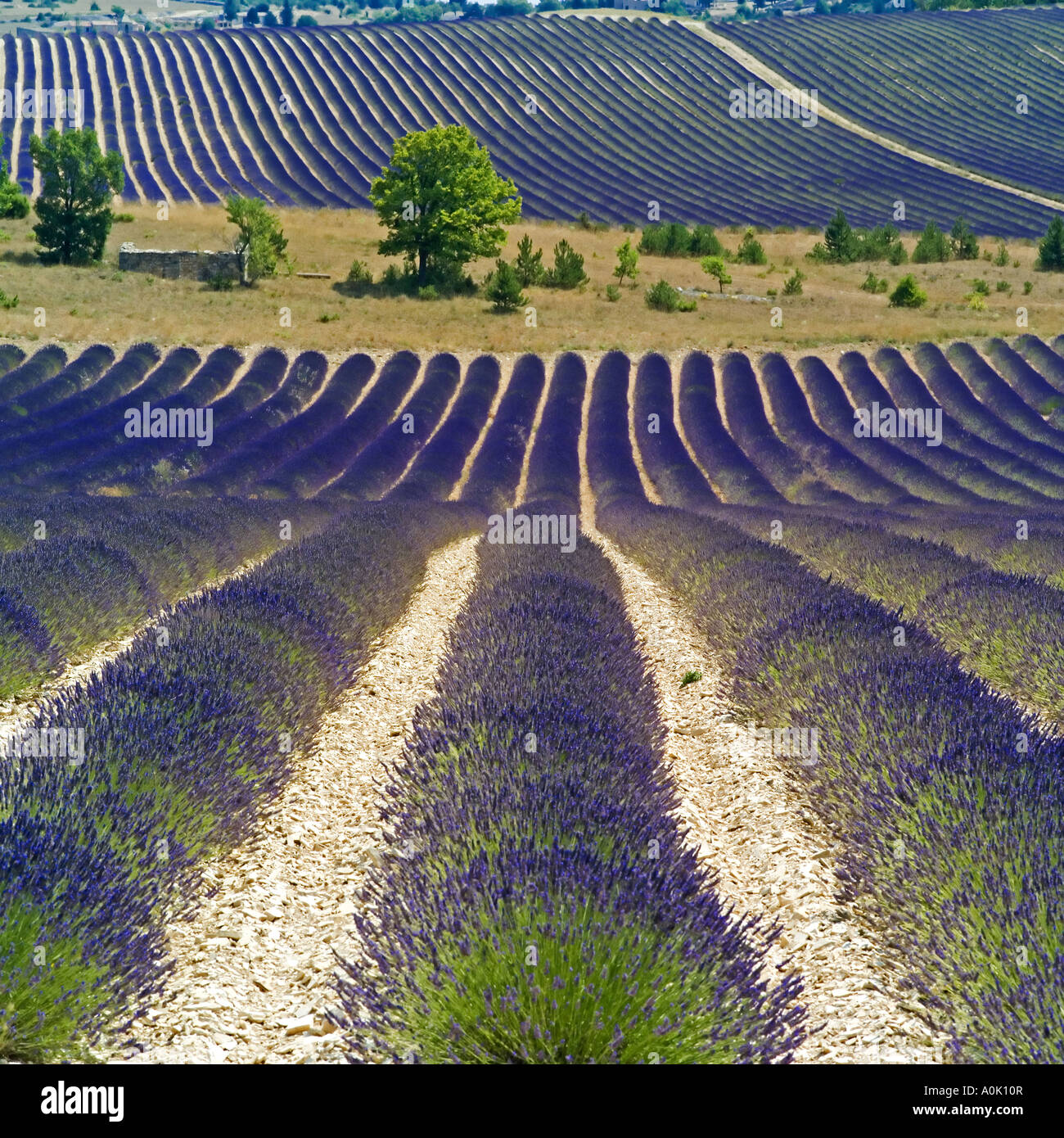 Lavender field in full blossom, Sault valley, Vaucluse, Provence ...
