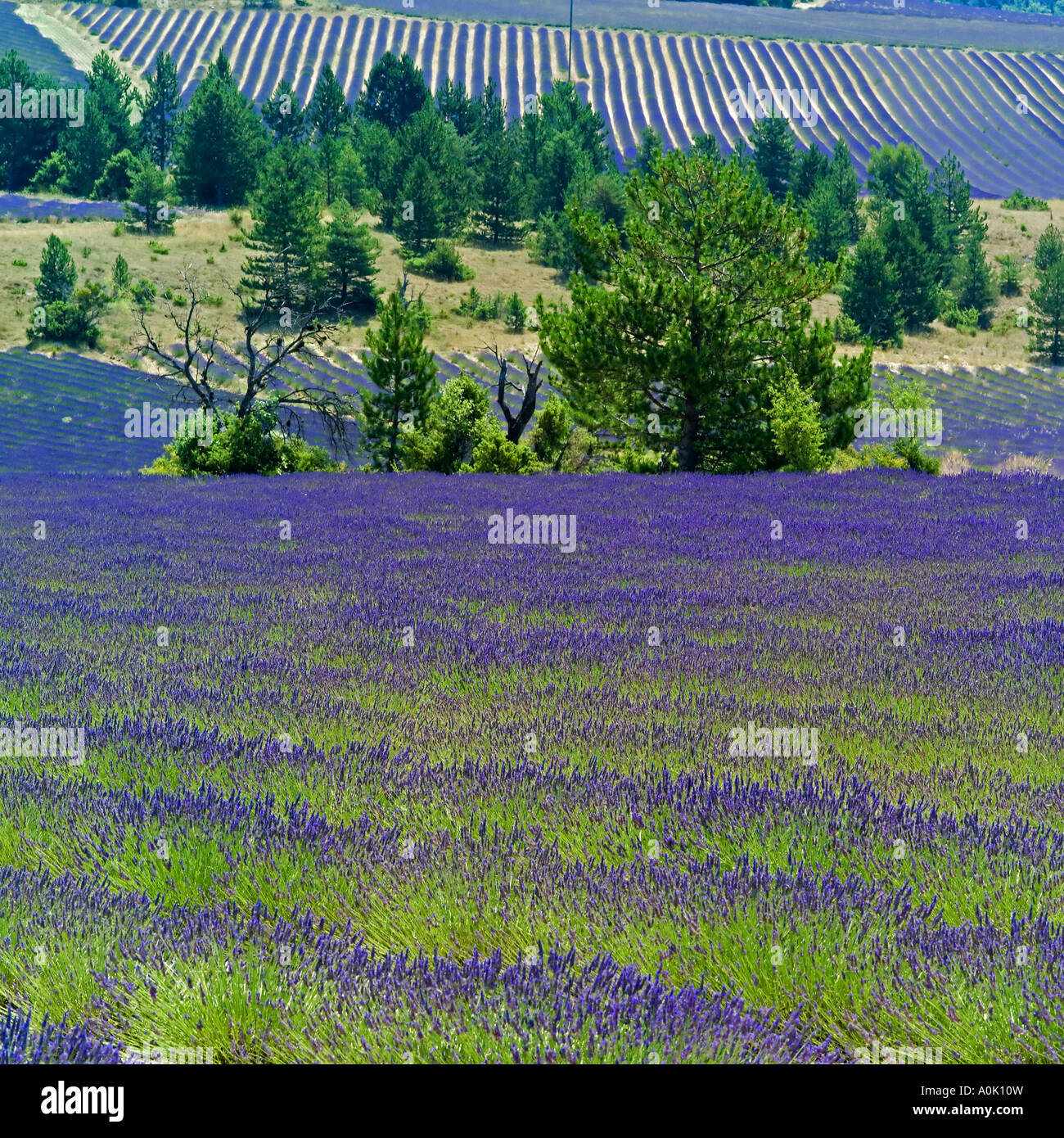 Lavender field in full blossom, Sault valley, Vaucluse, Provence ...