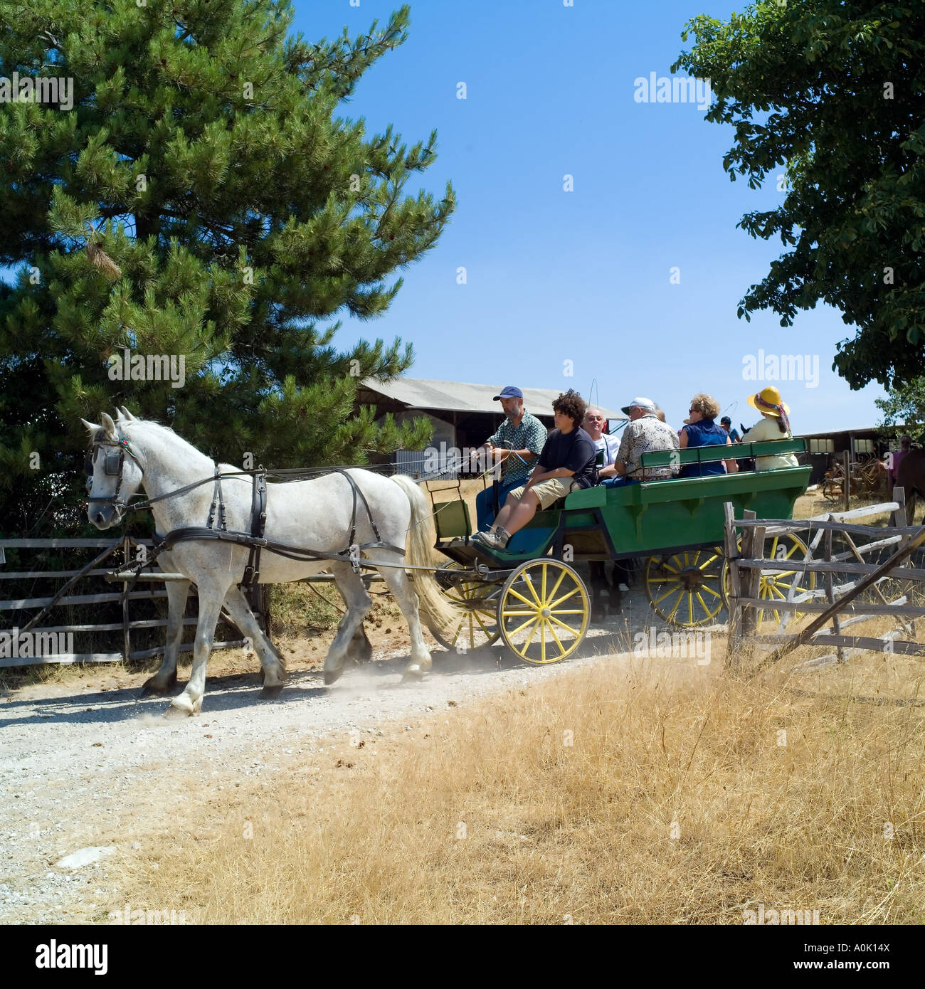 Tourists riding a horse-drawn carriage with 2 white horses, farm ...