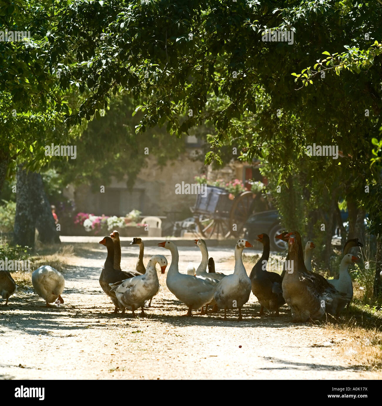 Gaggle of geese, countryside, Vaucluse, Provence, France Stock Photo ...